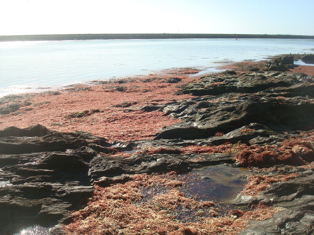 PHOTOS DE VENDEE: Les algues rouges