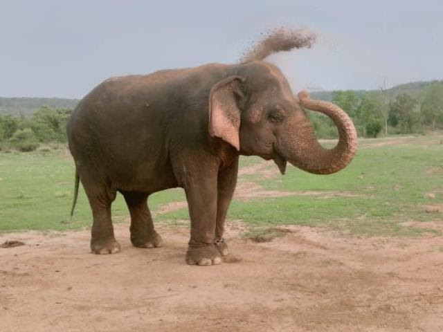 Why MP is Denying 105- Yr Old Elephant a Guinness World Record