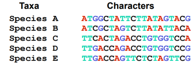 PHYLOGENETIC ANALYSIS:Difference between Distance based and Character ...