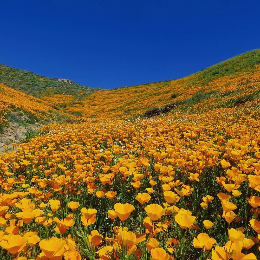 California's Wildflower Super Bloom | Earth Blog
