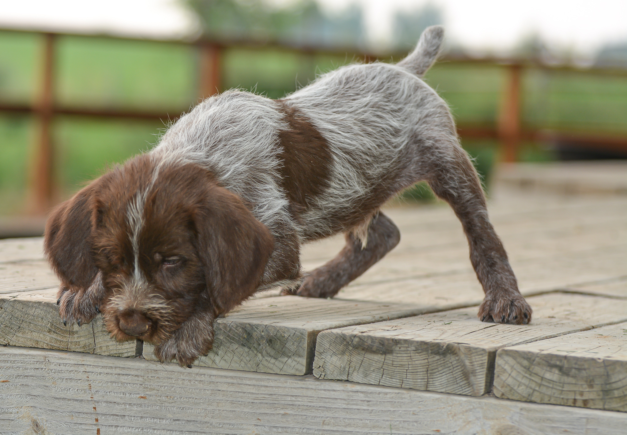 Idaho Outback Wirehaired Pointing Griffon Puppies!
