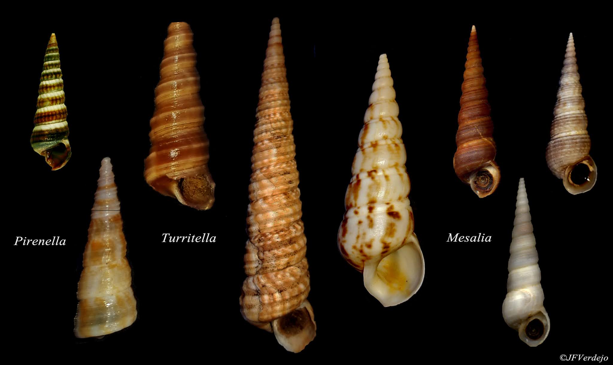 MALACOLOGÍA MEDITERRÁNEA: Potamidae y Turritellidae