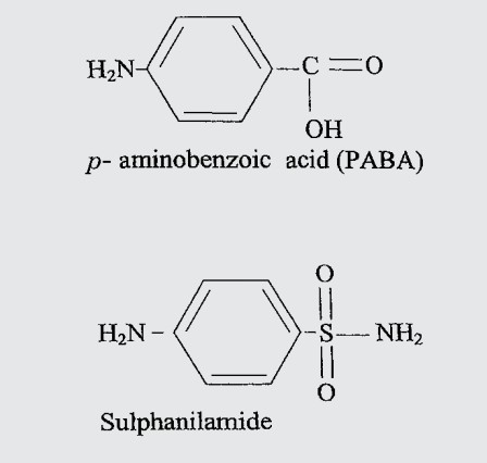 Chimiothérapie et agents antimicrobiens | BioEduc