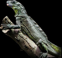 Sailfin Water Lizard, or Soa-soa Water Lizard in the Philippines ...