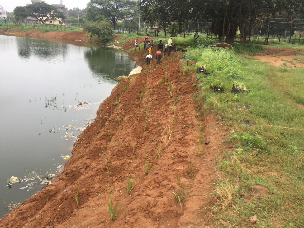 Biome Trust: Kannamangala lake rejuvenated through Citizen-driven ...