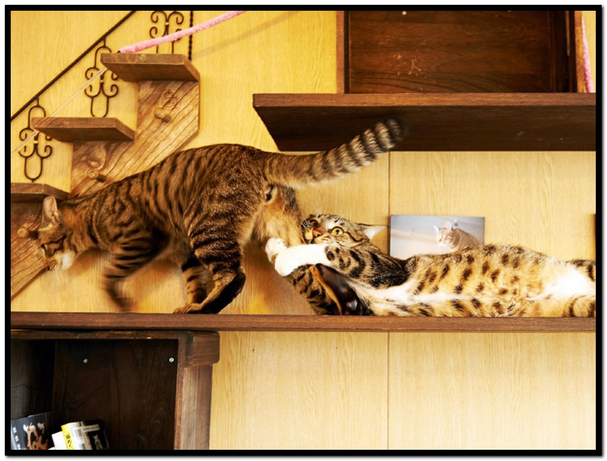 Chuck's Fun Page 2: Overly dramatic cats - 34 images