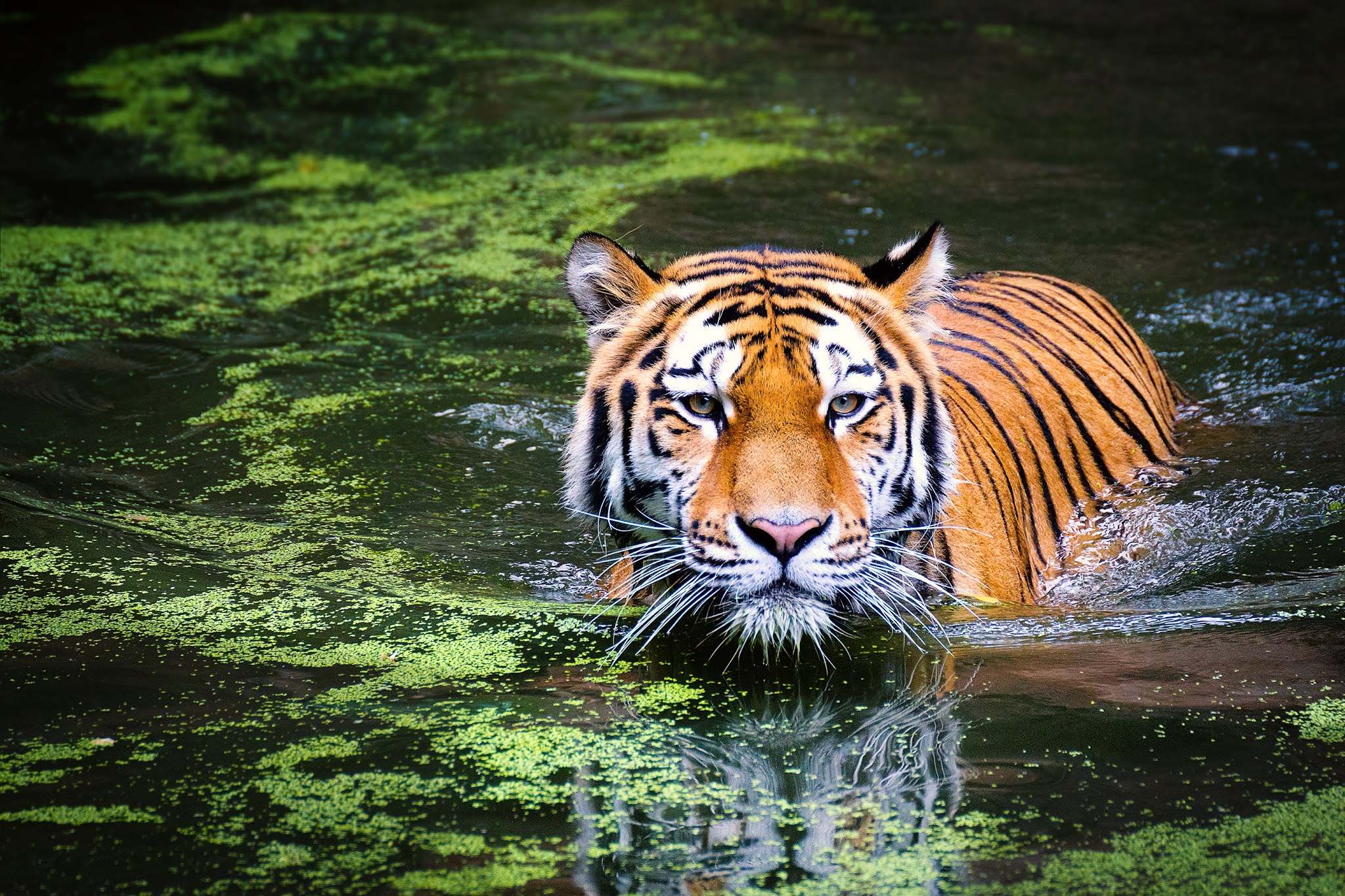 THE ROYAL BENGAL TIGER || BIG CAT OF MANGROVE FOREST IN BANGLADESH ...