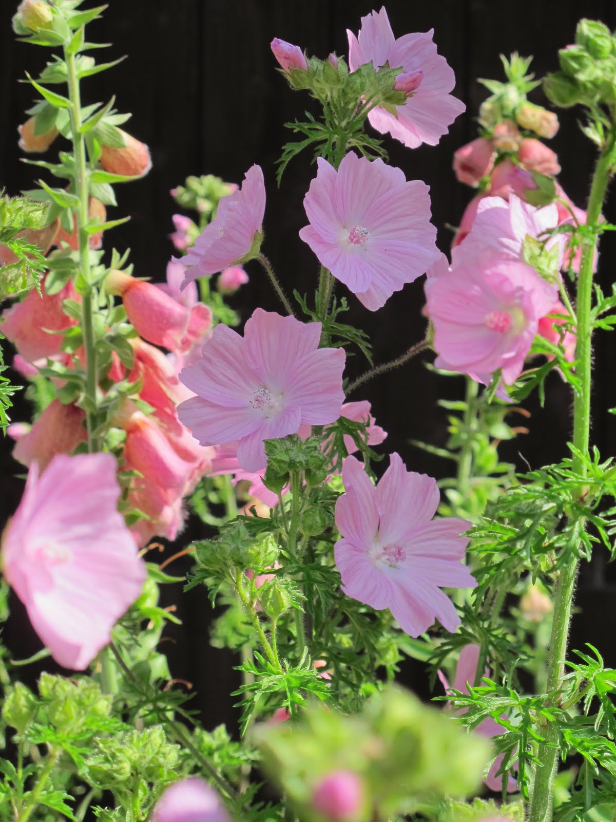 Sweet Days and Roses: ♡ Gorgeous Pink Mallow