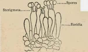 Kelas Phycomycetes ~ FEDERATION STUDENT OF BIOLOGY
