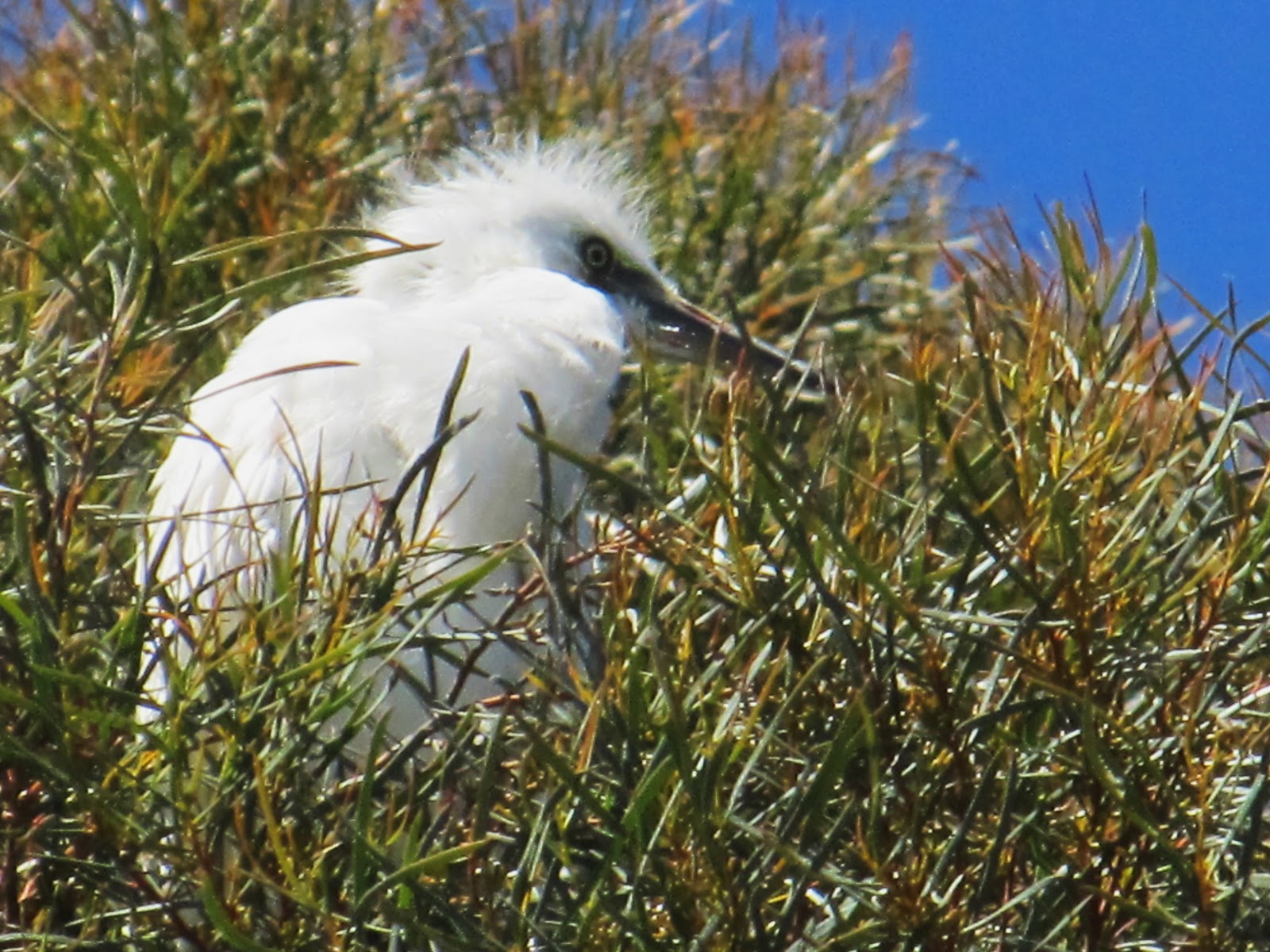 BirdsEyeViews: Northern California Birds and other Wildlife