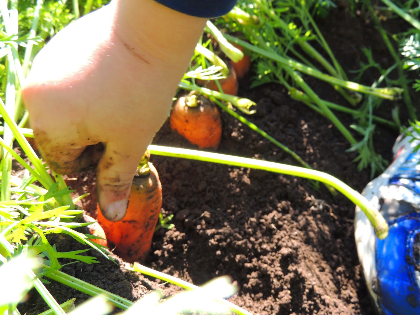 WhiteCottage: Carrot Picking at Kalfresh