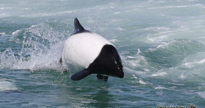 John's Hong Kong Birding: "Pandas of the Sea.."