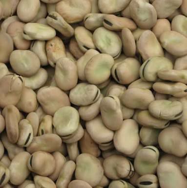 CHINAR SHADE : KASHMIRIS AND BROAD BEANS OR BOGLA DAAL