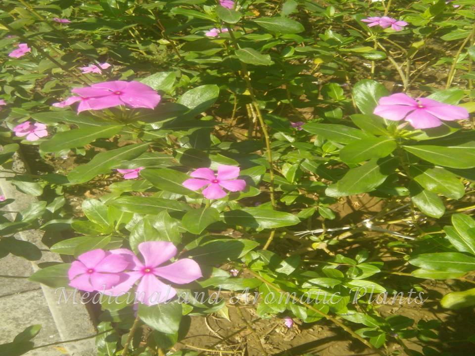 Periwinkle Flower Information In Marathi | Best Flower Site