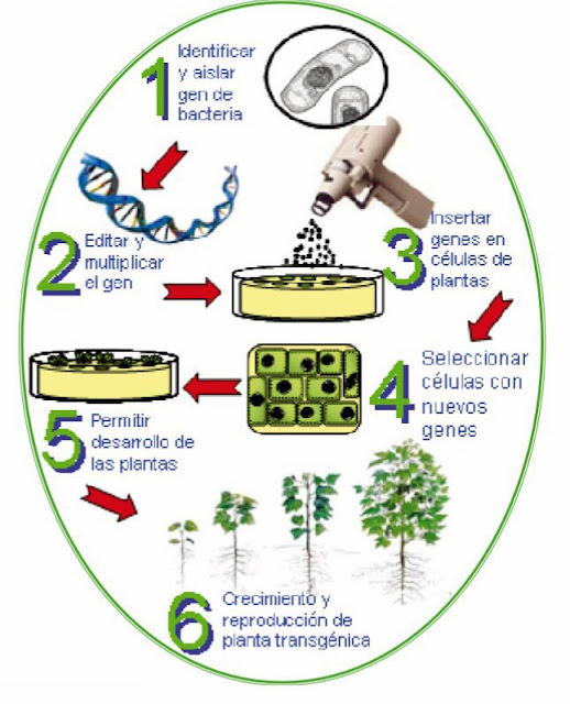 Los OGM: Organismos Genéticamente Modificados (OGM)