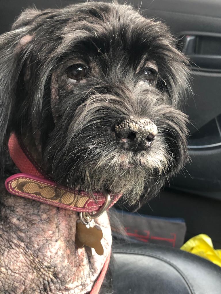 HOPE Dog Rescue: The forgotten dog