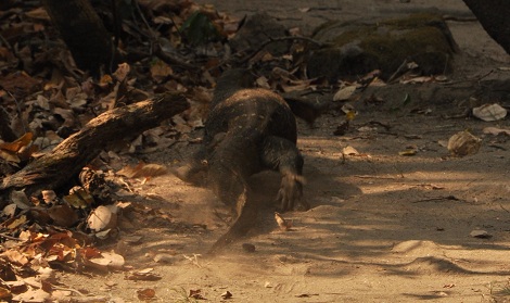 Nomad | The supersized lizard