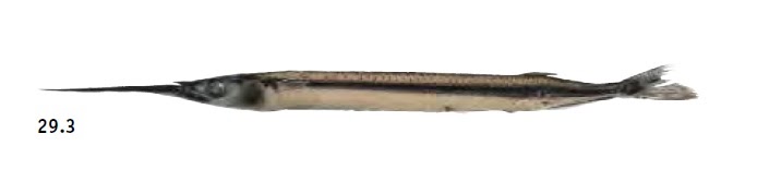 Ikan Julung-julung, Oras Atau Bali Halfbeak (Hyporhamphus balinensis ... Ikan Julung-julung, Oras Atau Bali Halfbeak (Hyporhamphus balinensis ...