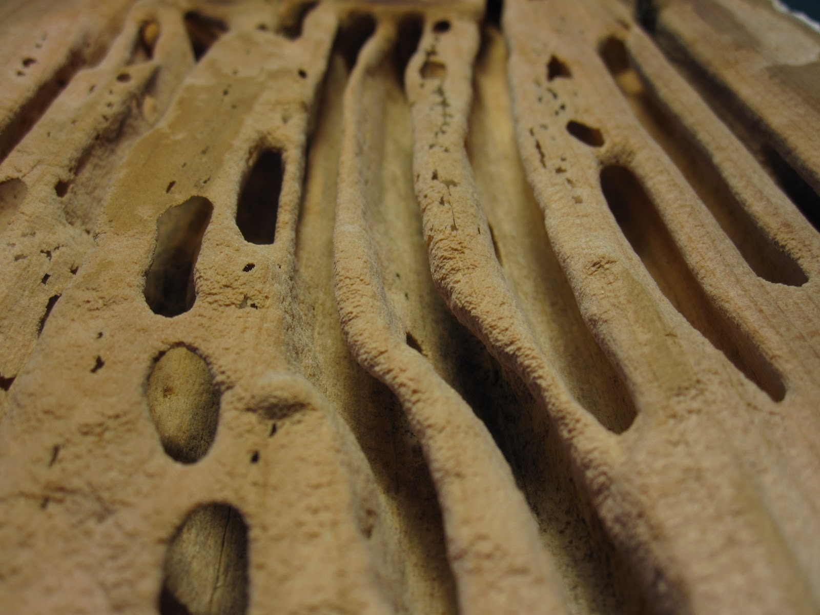 biomimicry KTH: Amazing ant nest structures (and talking ants!)