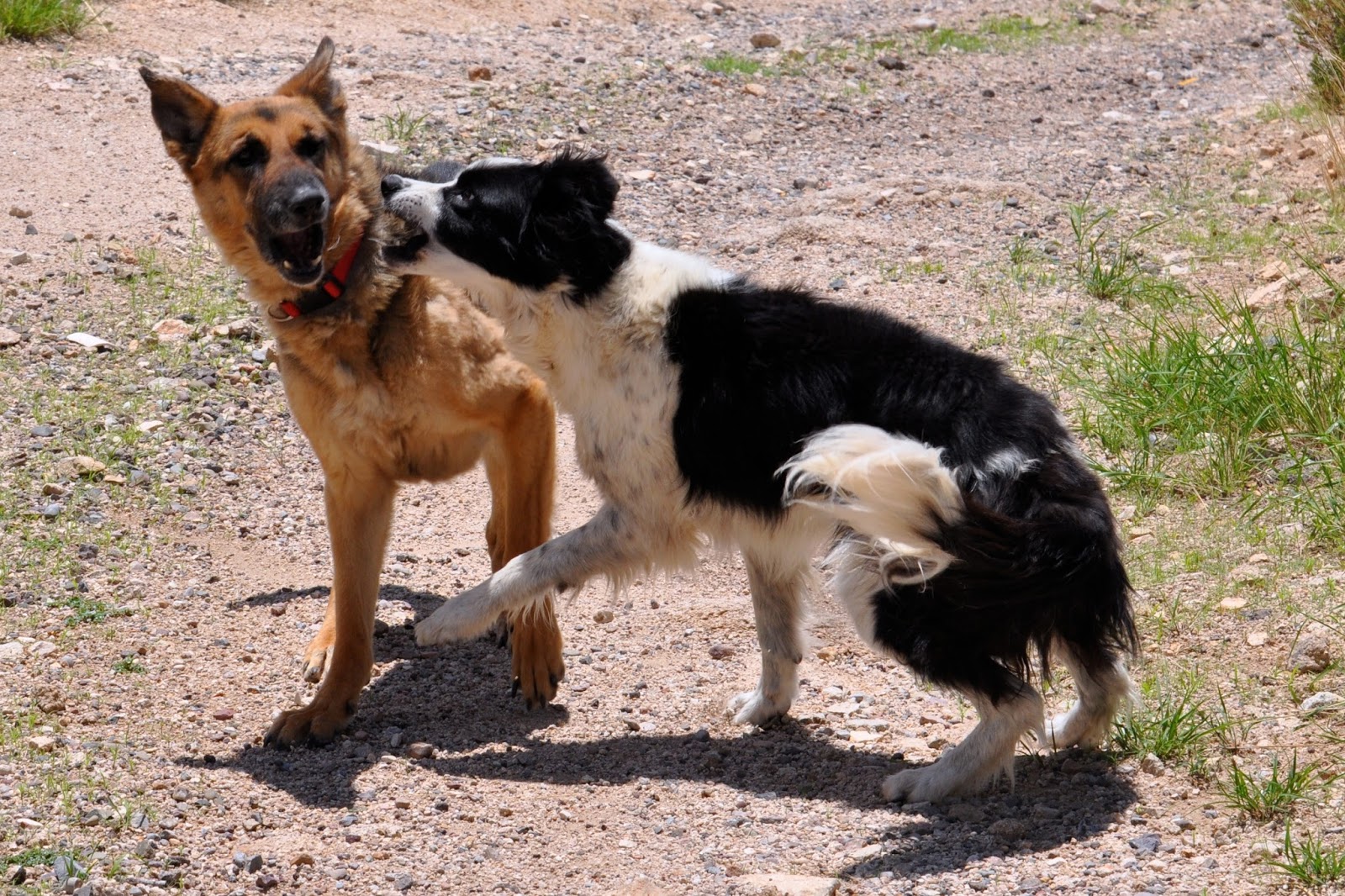 Common Sense Pets: Understanding pack behavior in dogs