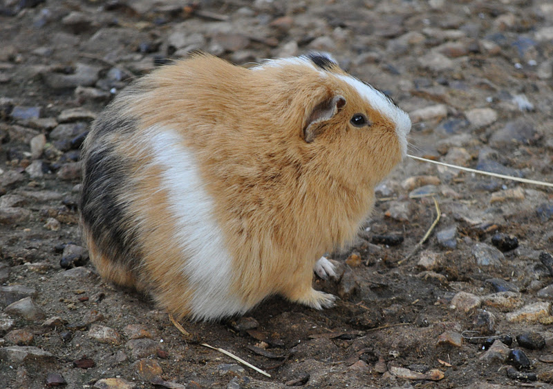 ZOOTOGRAFIANDO (5.717 ANIMALS): COBAYA / GUINEA PIG (Cavia porcellus)