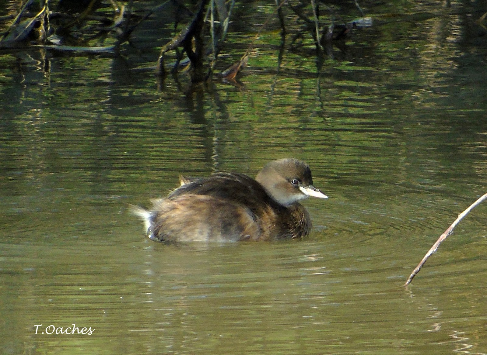 PASARI DIN ROMANIA: corcodel mic