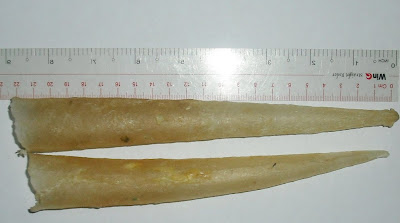 Some Dried Fish Maw Pictures - Alfa Enterprises (PVT) Ltd. Welcome to ...