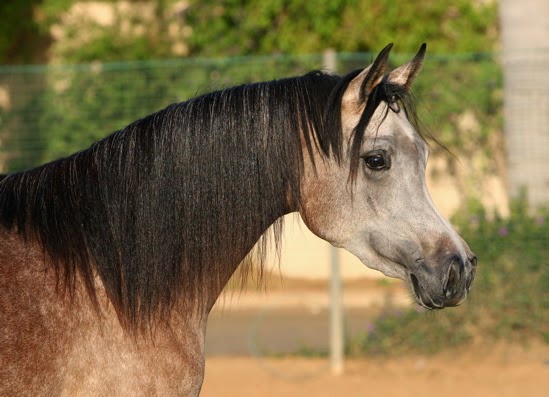 all for the love of a horse...: Bedouin Beauty: The Soulful Eye of the ...