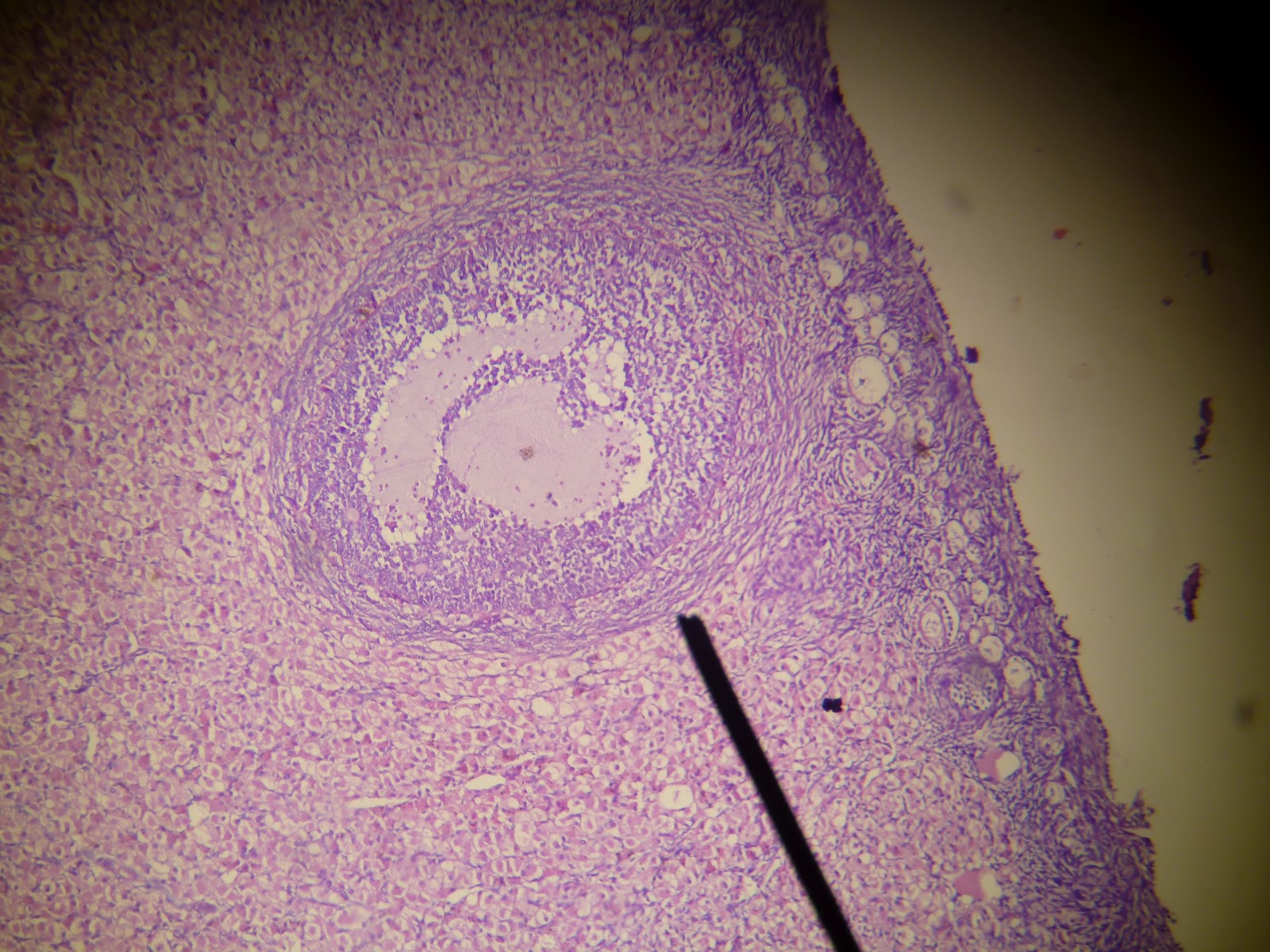 Embriologia: Embriologia 1