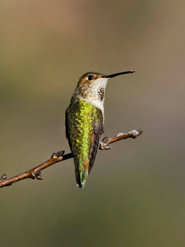 The Wayward Hawaiian: The Allen's Hummingbirds are Back