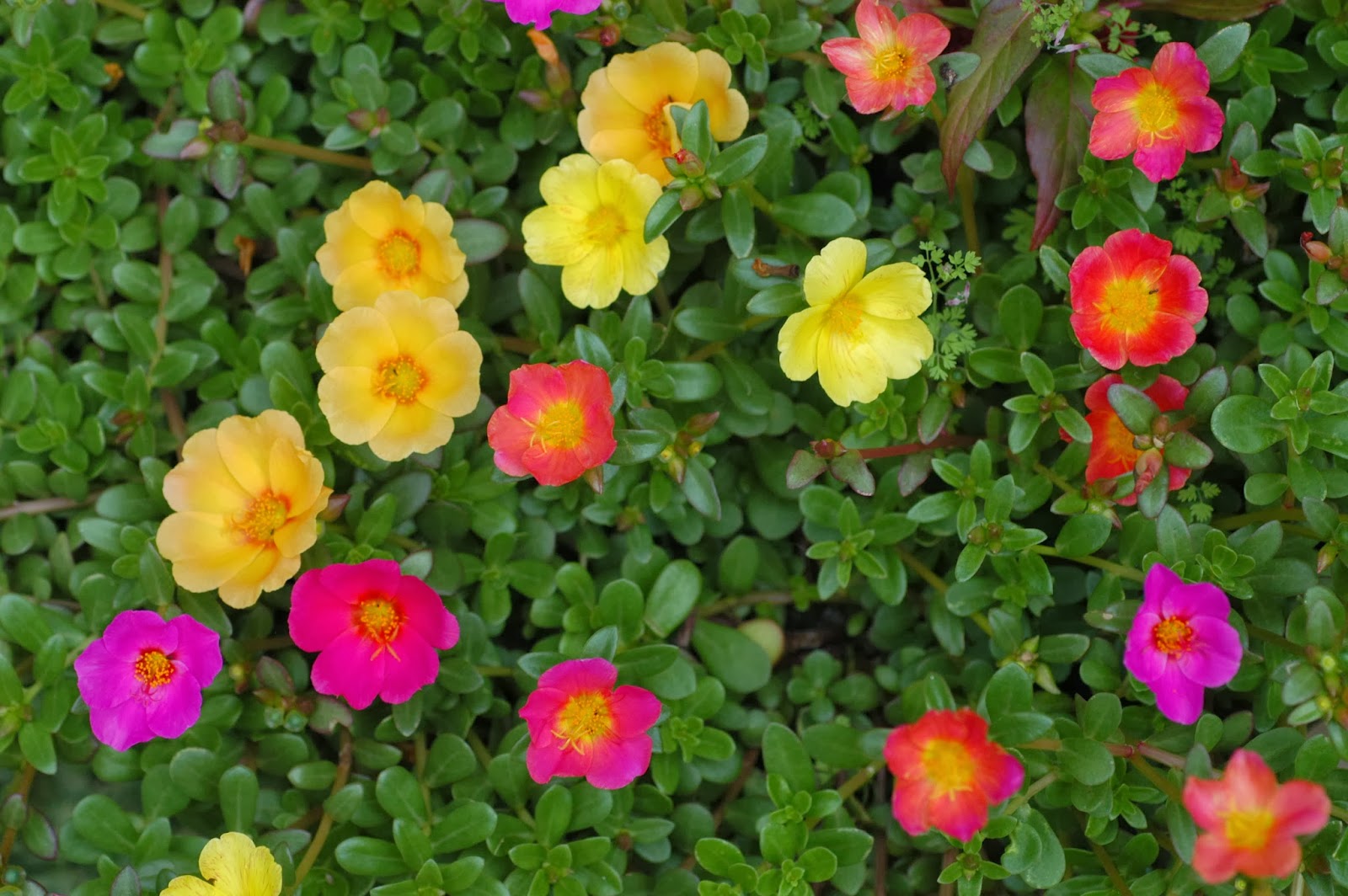 Lifa Alifa: PORTULACA