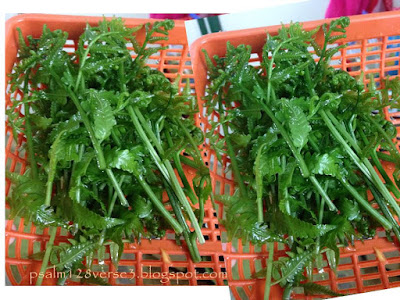 fruitful vine: Pako (Vegetable Fern)