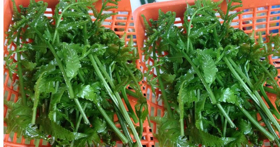 fruitful vine: Pako (Vegetable Fern)