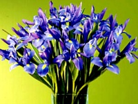 Cool Beautiful Guldasta Flower Wallpapers