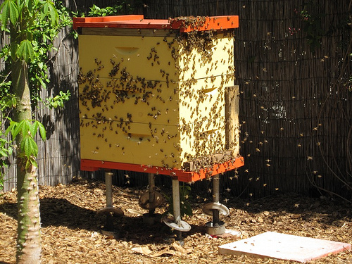 apismile: Robber Bees and the Dearth of Summer