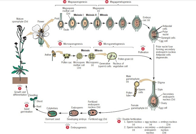 BIOLOGI GONZAGA: REPRO SEL