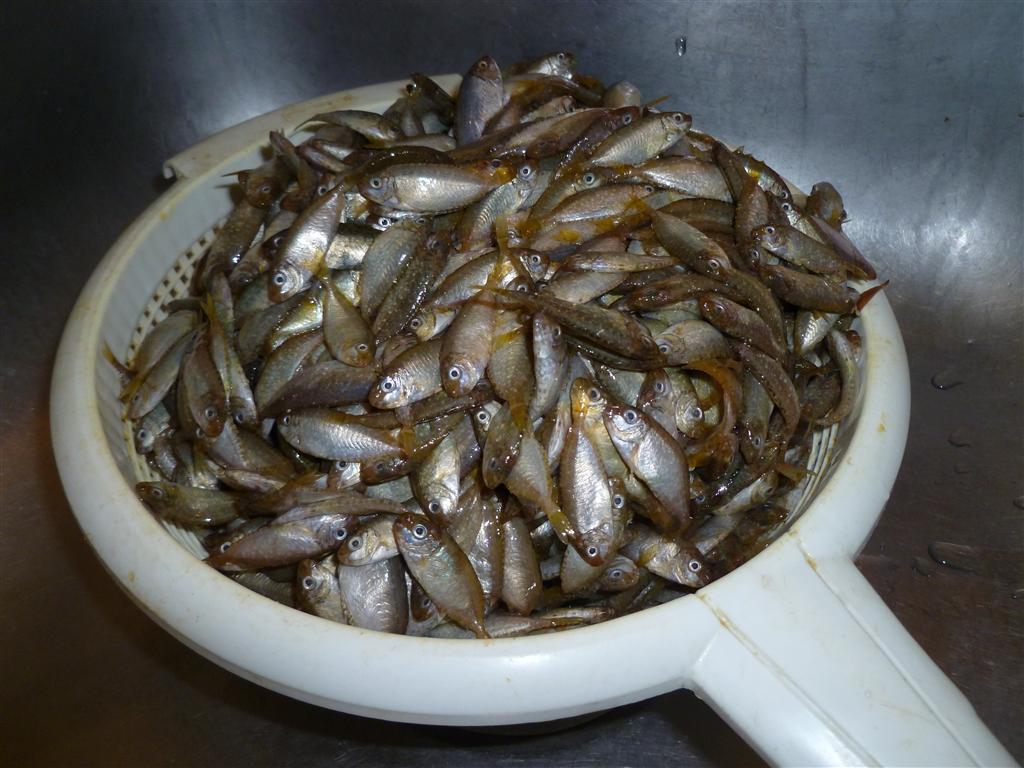BBQGuam: Deep Fried Manahak (Guam Juvenile Rabbit Fish)