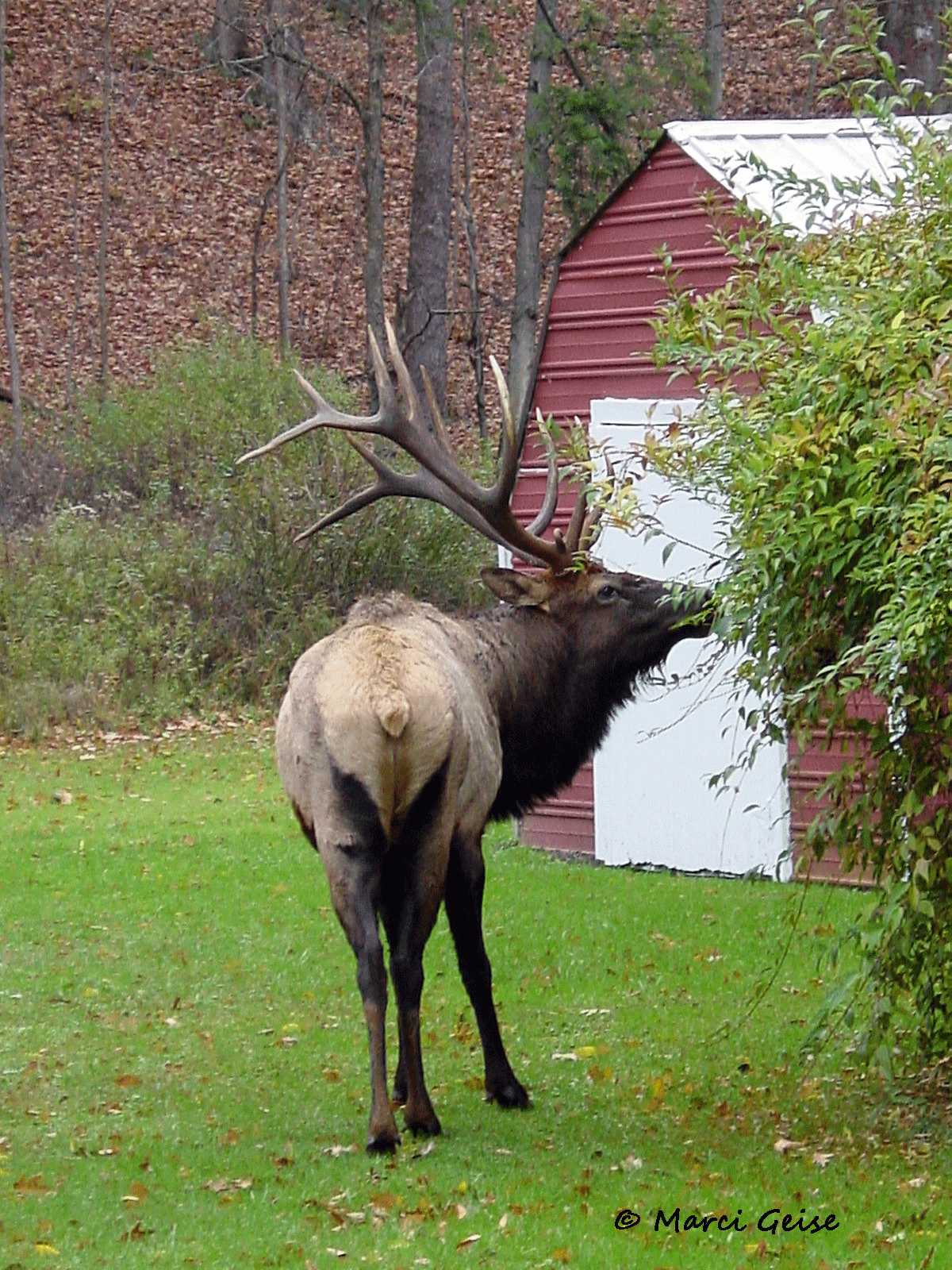 PA Elk Country: Places To View Elk in Pennsylvania