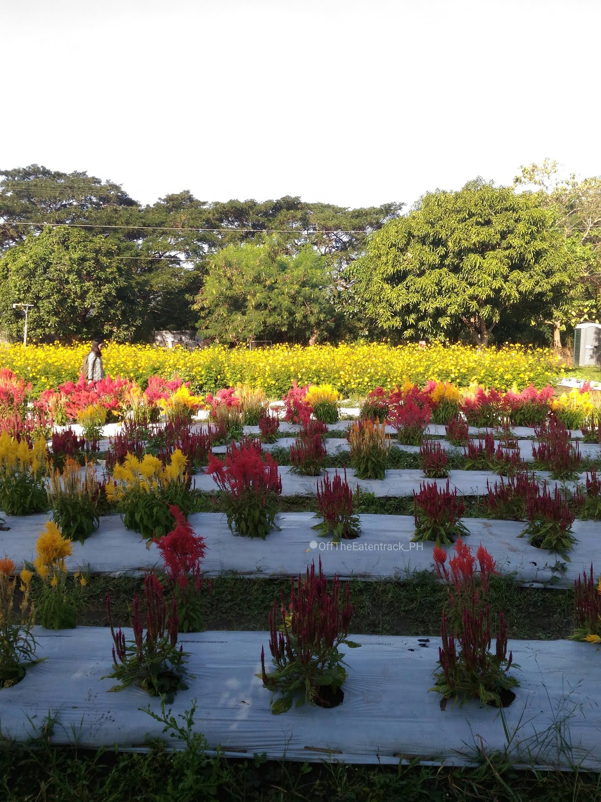 Sunflora Farm (Jala-jala, Rizal)