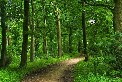 Dănuţ Belu: Padure, padure nebuna...