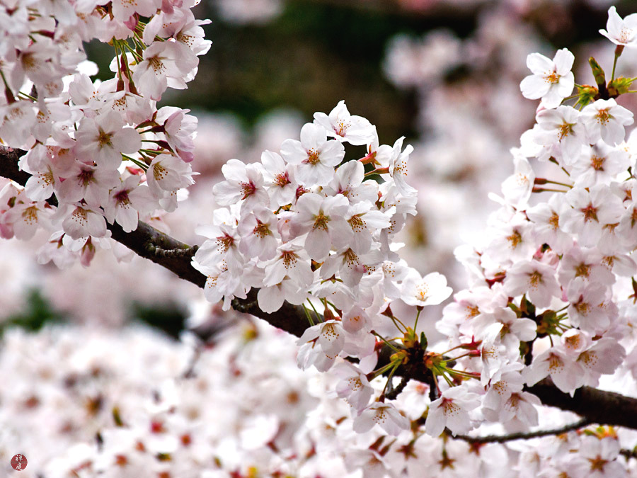 FROM THE GARDEN OF ZEN: Sakura flowers in Engaku-ji