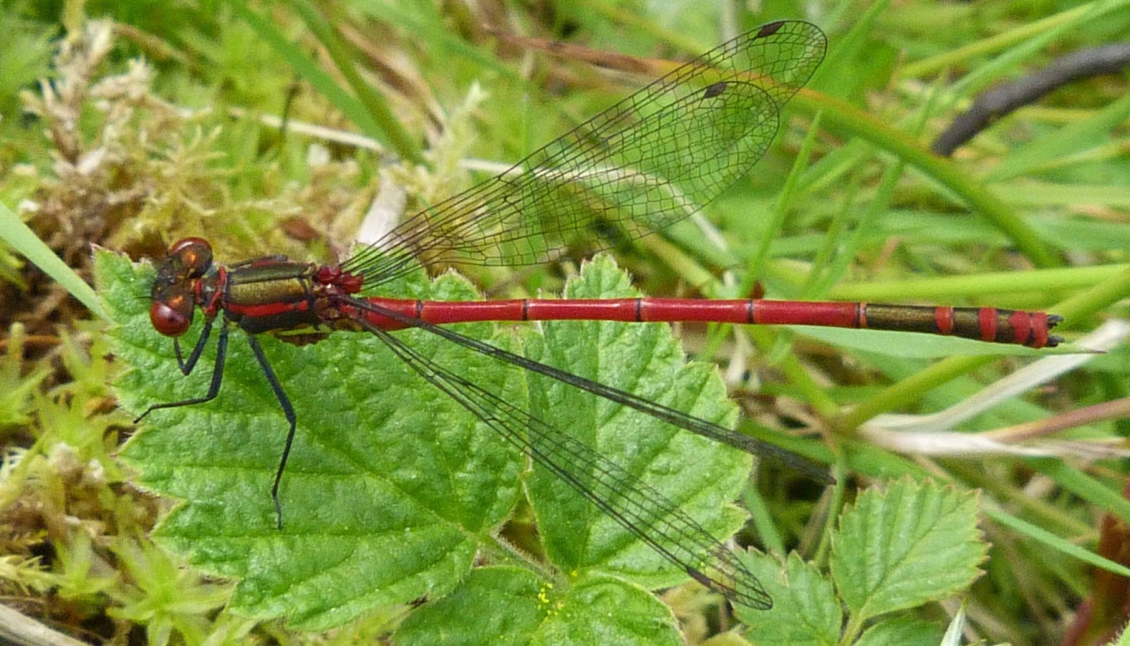 Insects of Scotland: Dragonflies/Damselflies
