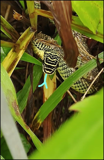 Simple Living In Nancy: Golden Tree Snake
