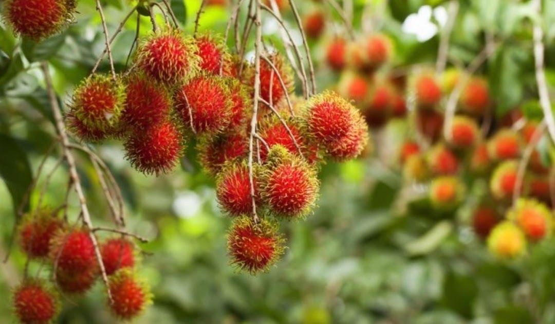 Buah rambutan: rasa, musim, kalori, dan pohon - DWI PURWANTO
