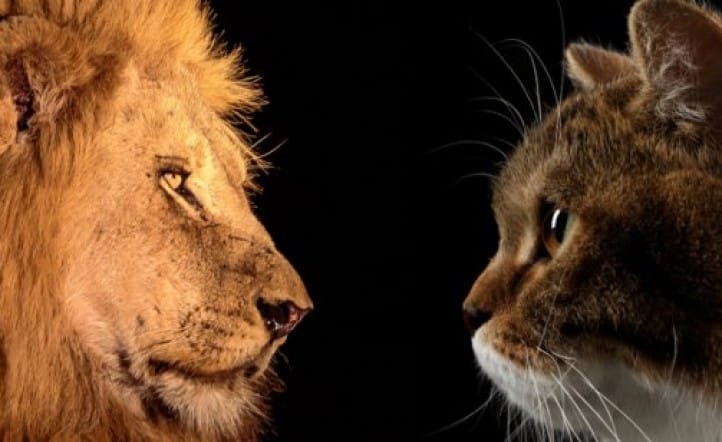 MENSAJES DESDE EL ORIGEN: EL GATO Y EL LEON