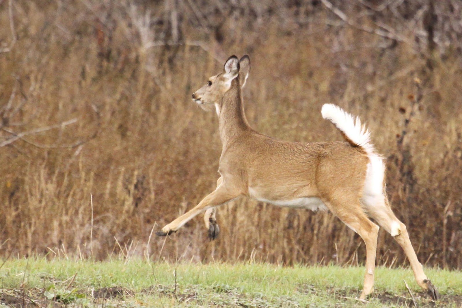 Friends of Hagerman National Wildlife Refuge: Deer at Hagerman NWR