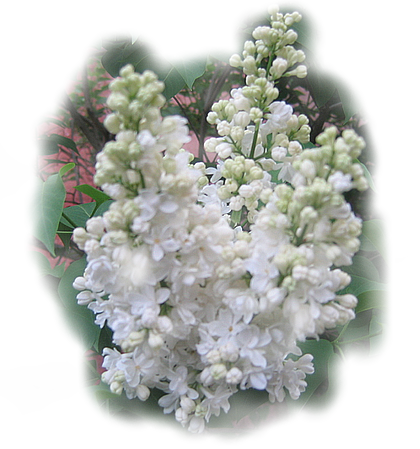 Sysy Képtára: Nárcisz - Orgona