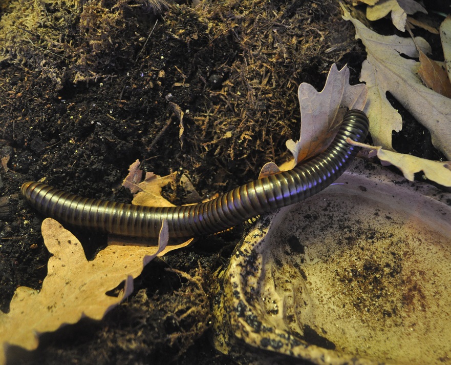 ZOOTOGRAFIANDO (6.100 ANIMALS): MILPIÉS GIGANTE DE COSTA DE MARFIL ...