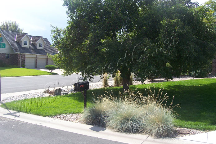 Denver Landscape Plants: Blue Oat Grass-Avena Grass / Helicotrichon ...