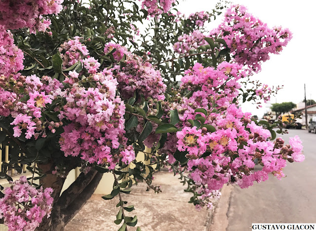 Viveiro Ciprest - Plantas Nativas e Exóticas: Resedá Rosa ...